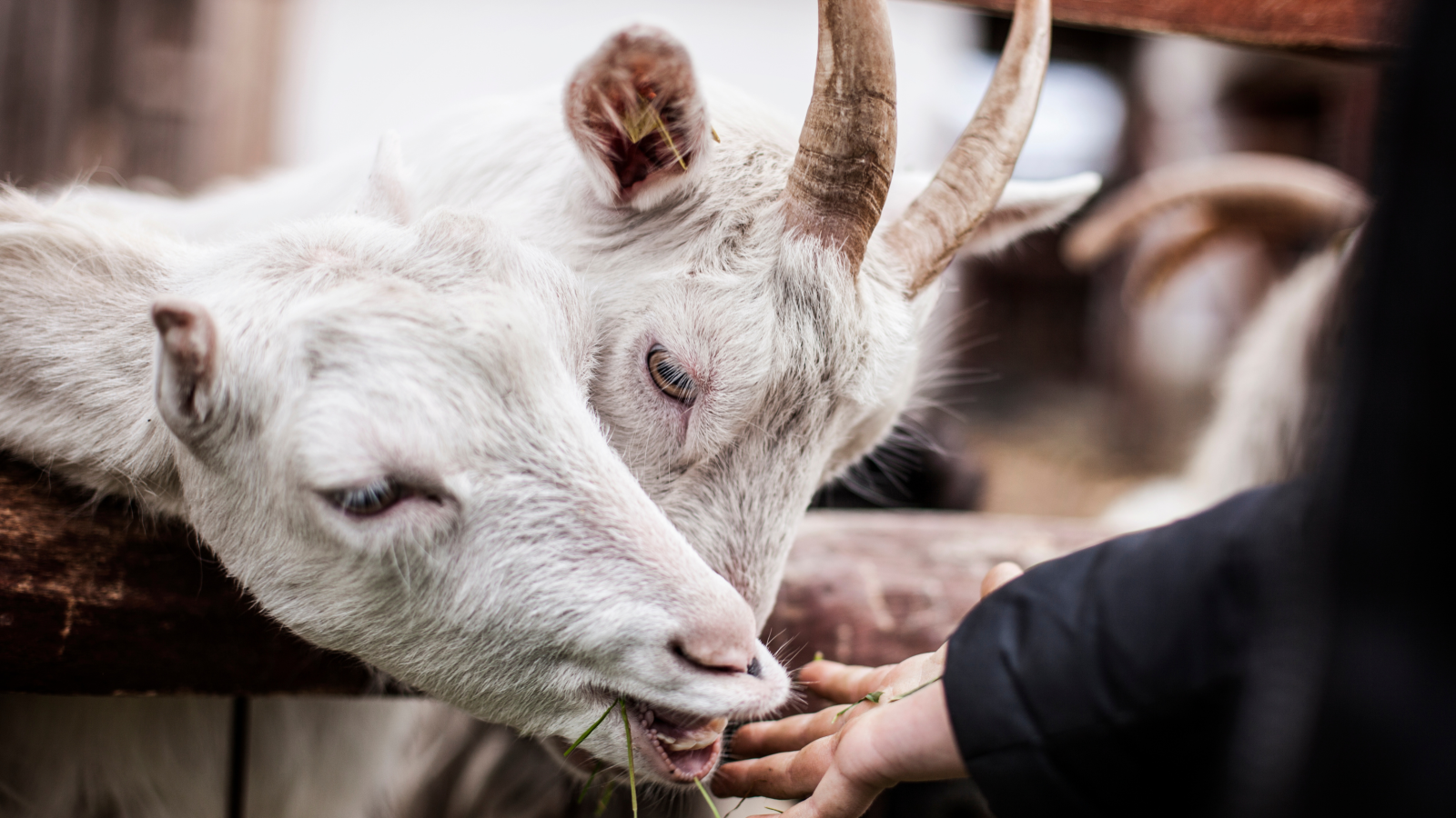Fall Fun at Fiddlesticks Farm! - Visit Midland