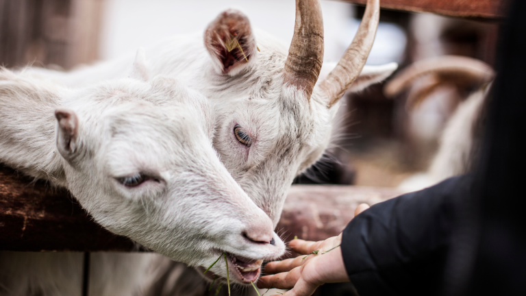 Fall Fun at Fiddlesticks Farm! - Visit Midland